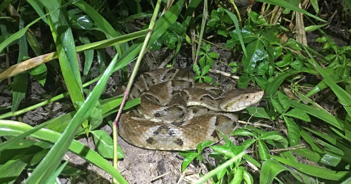 Jararaca #93399 - Biofaces - Bring Nature Closer