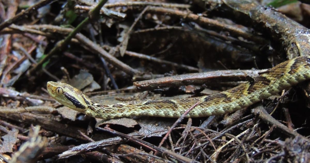 Jararaca #93794 - Biofaces - Bring Nature Closer