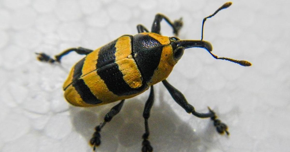 Cholus #93845 - Biofaces - Bring Nature Closer