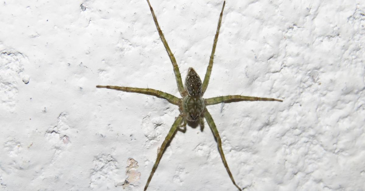 Architis #42088 - Biofaces - Bring Nature Closer