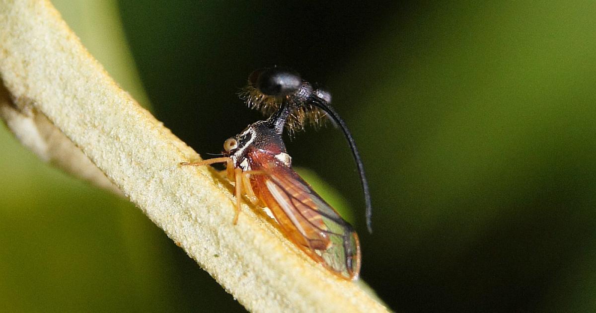 Membracídeo #93952 - Biofaces - Bring Nature Closer