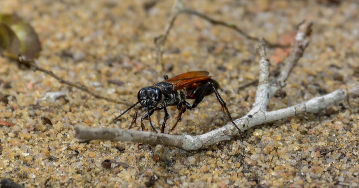 Pepsis grossa [Not evaluated] - Biofaces - Bring Nature Closer