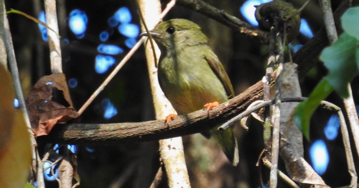 Manacus #94721 - Biofaces - Bring Nature Closer