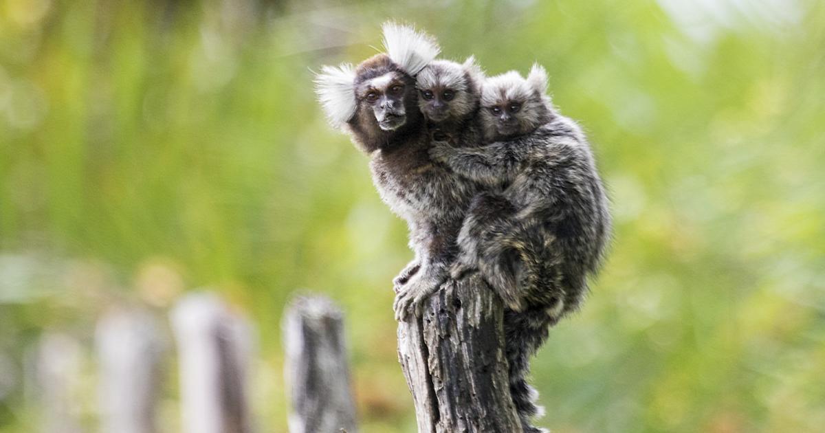 Sagui-de-tufos-brancos #94852 - Biofaces - Bring Nature Closer