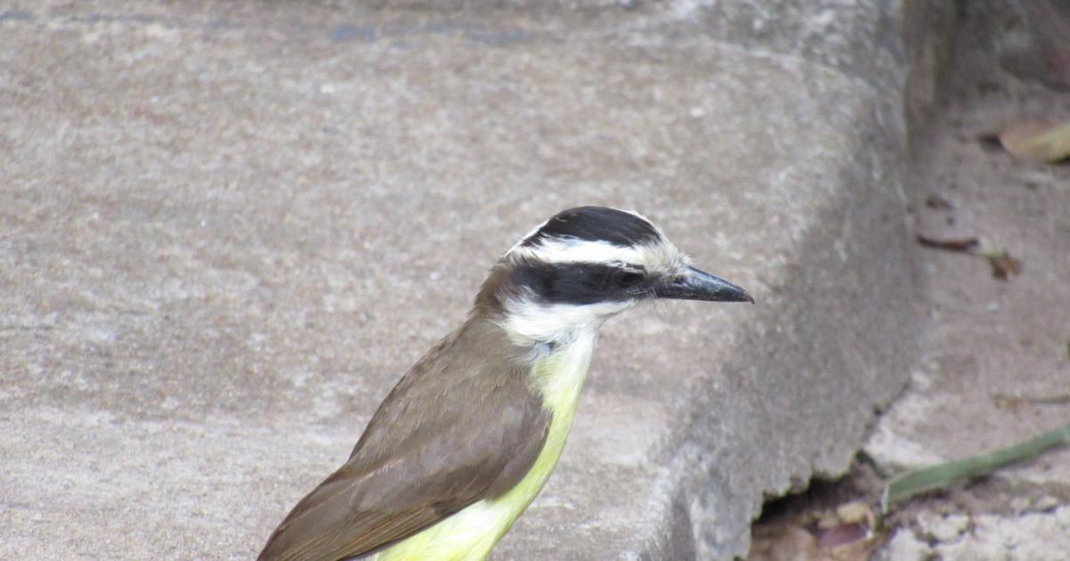 Bem-ti-vi #94931 - Biofaces - Bring Nature Closer