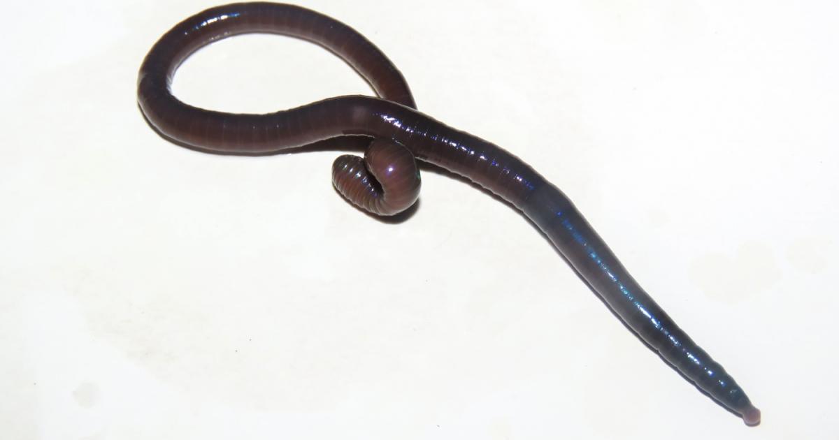 Amynthas #95038 - Biofaces - Bring Nature Closer