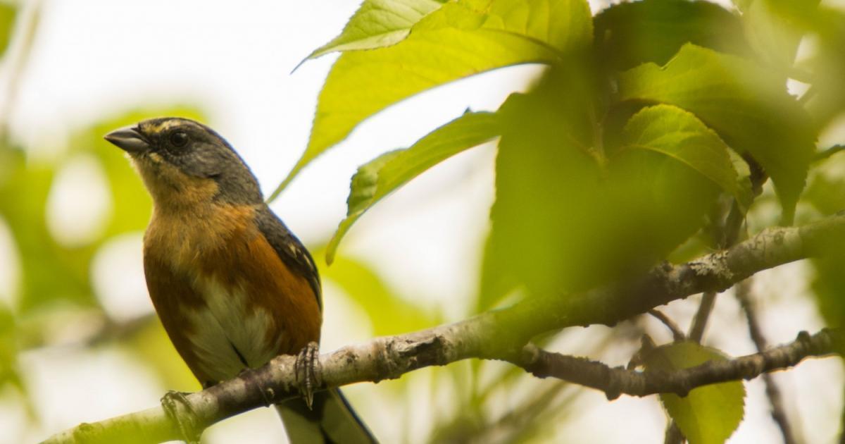 queti #95181 - Biofaces - Bring Nature Closer