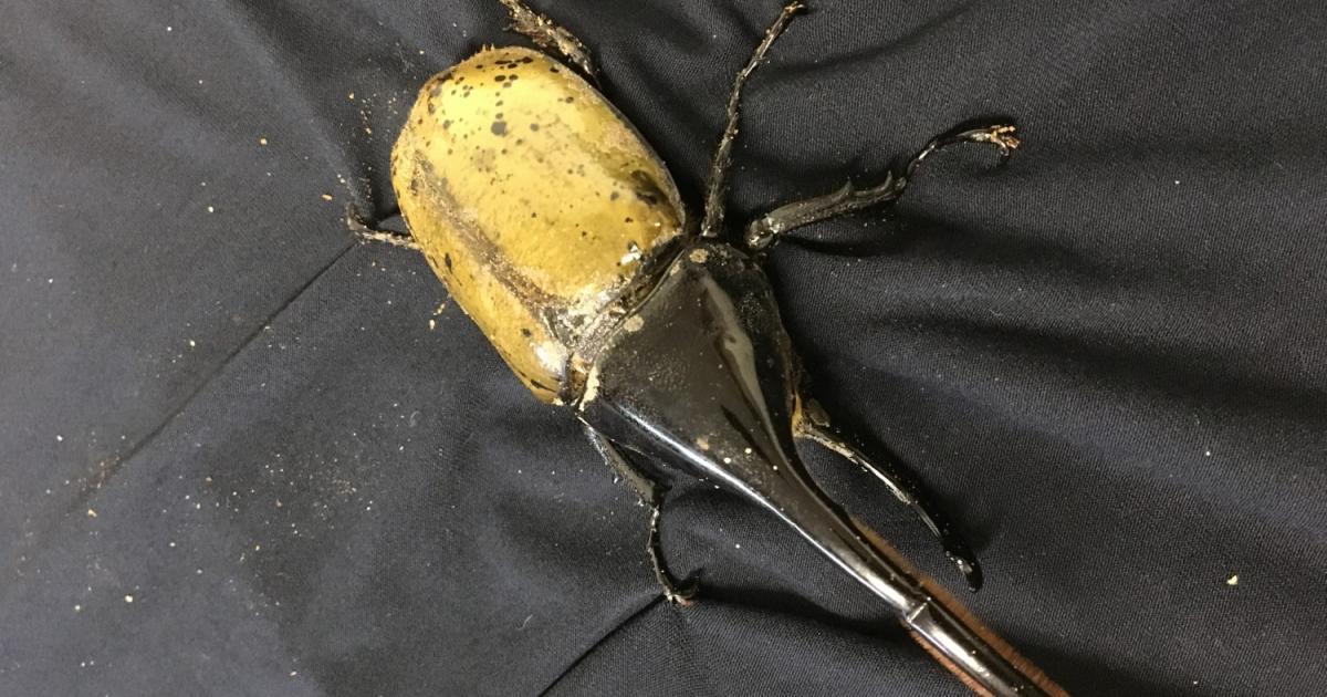 besouro-hercules #95203 - Biofaces - Bring Nature Closer