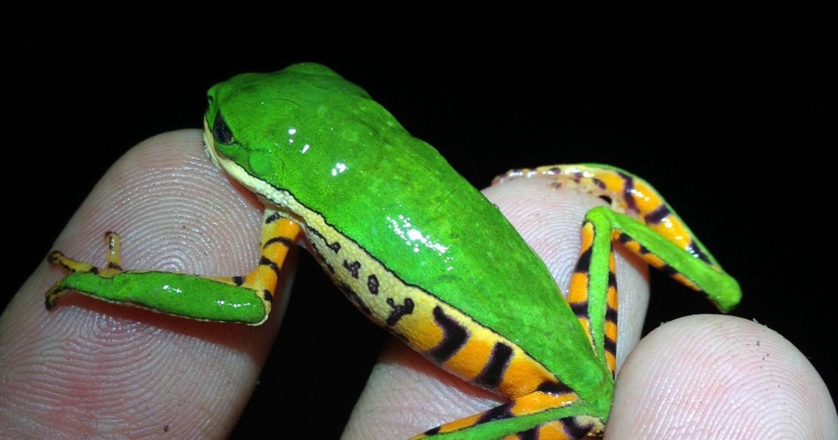 Pithecopus #95228 - Biofaces - Bring Nature Closer