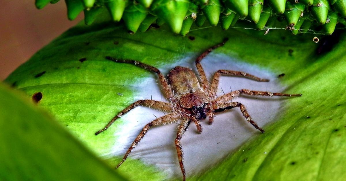 Selenops #95285 - Biofaces - Bring Nature Closer