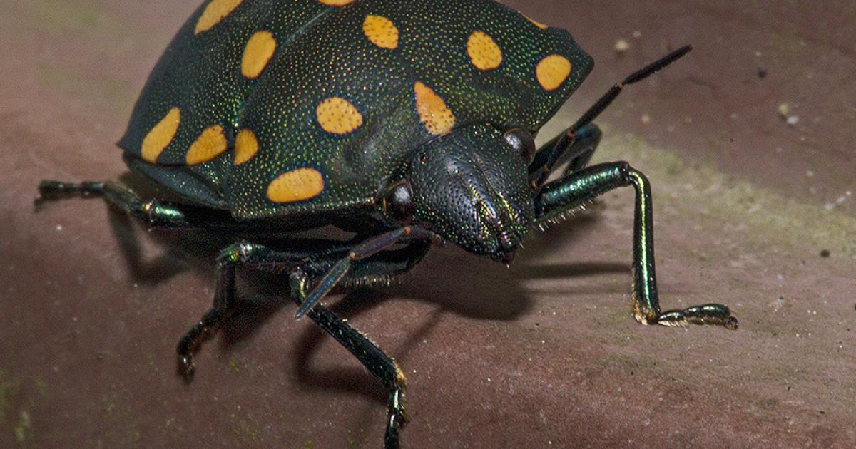 Besouro-joia #95563 - Biofaces - Bring Nature Closer