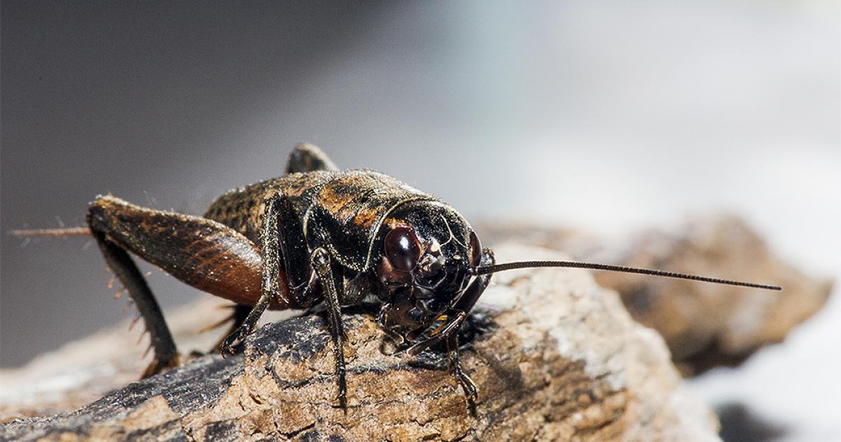 Grilo-de-jardim #95715 - Biofaces - Bring Nature Closer