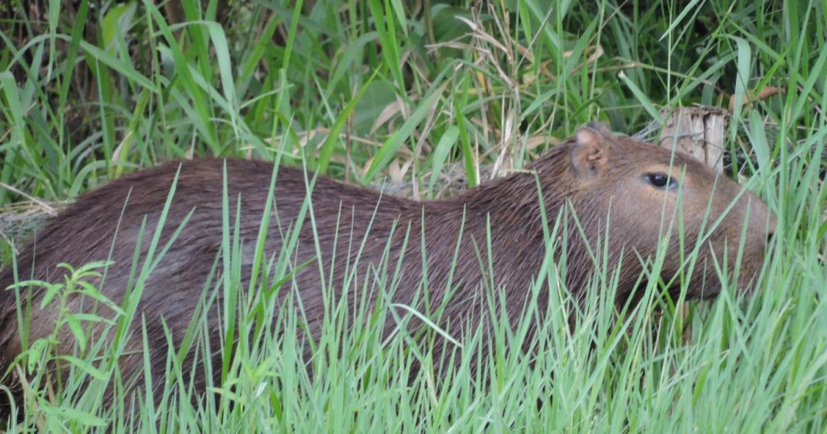 Capivara #96285 - Biofaces - Bring Nature Closer