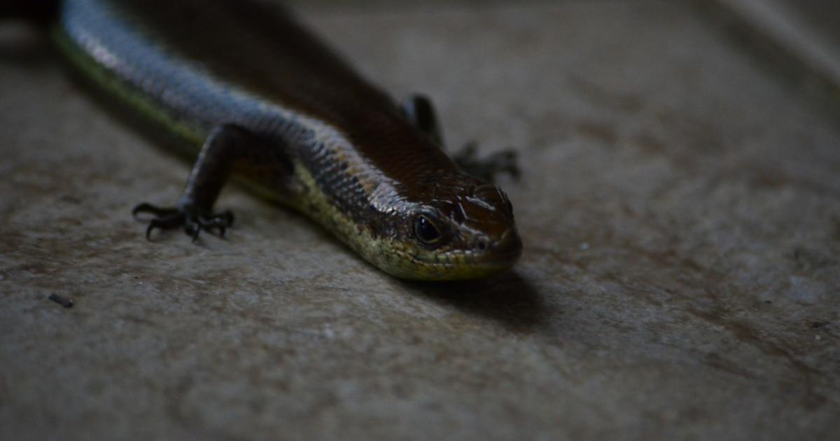 Lagarto-liso #96293 - Biofaces - Bring Nature Closer