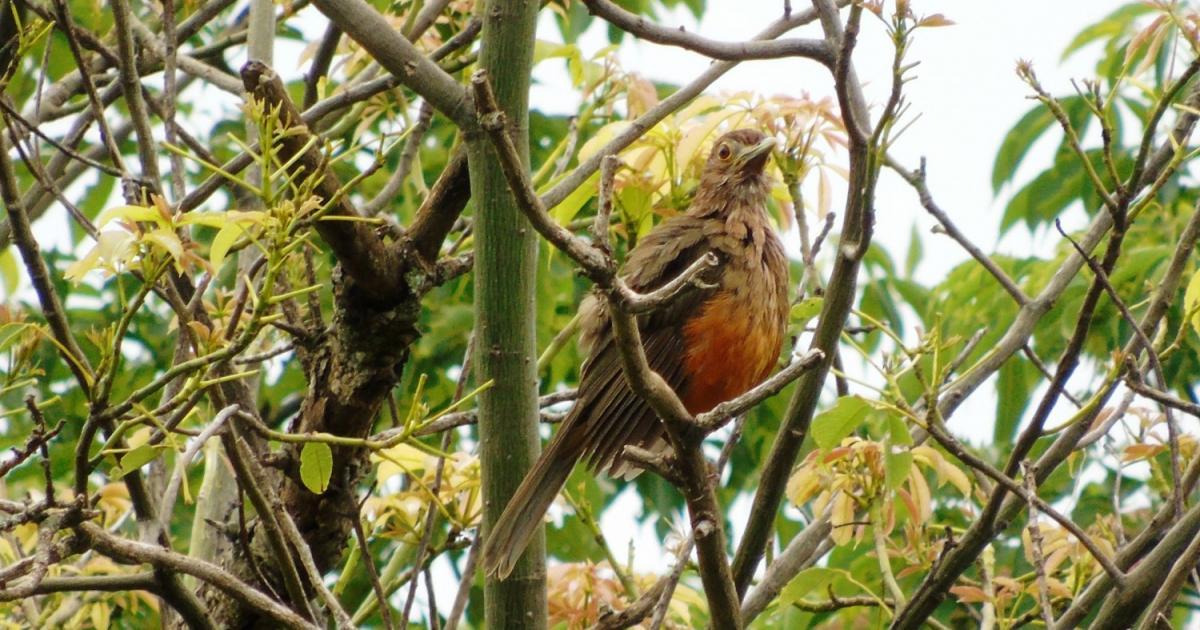 Sabiá-laranjeira #96605 - Biofaces - Bring Nature Closer