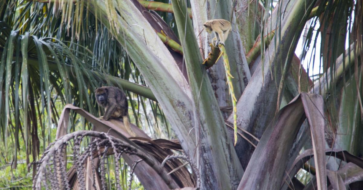 bugio-preto #96952 - Biofaces - Bring Nature Closer