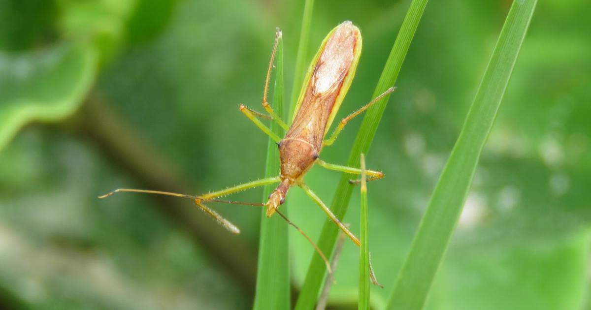 Zelus #97684 - Biofaces - Bring Nature Closer