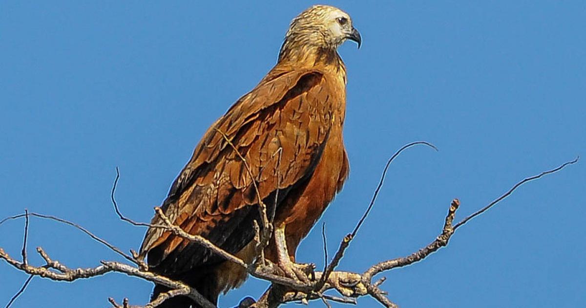 Gavião #97894 - Biofaces - Bring Nature Closer