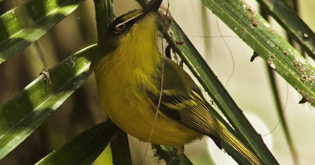 Teque-teque #97951 - Biofaces - Bring Nature Closer