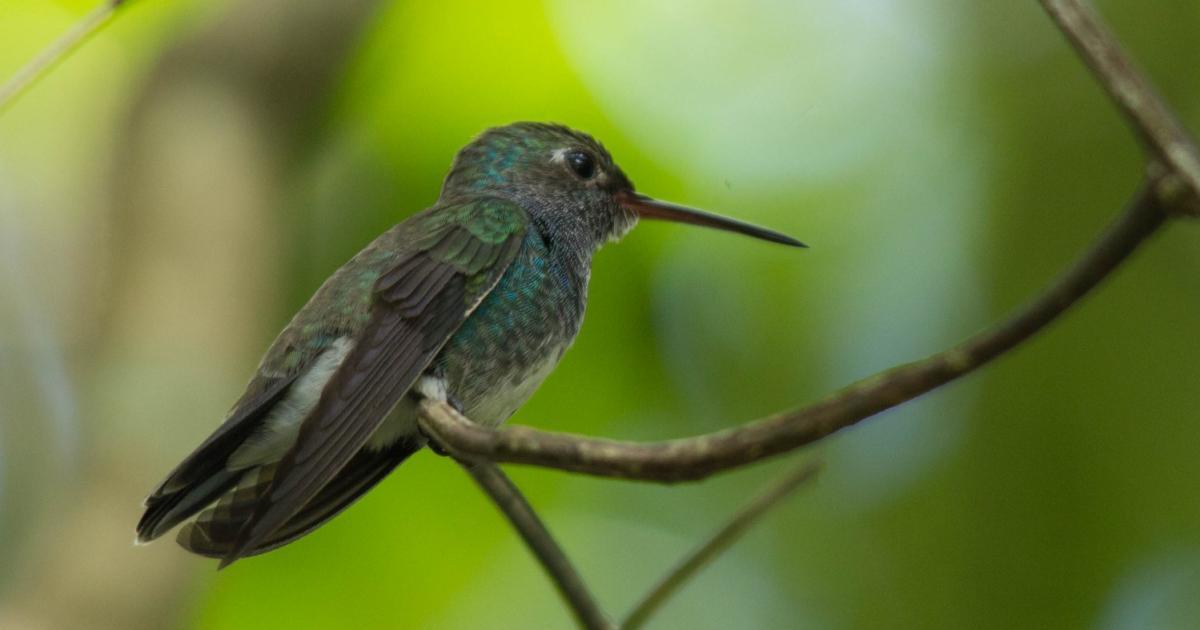 Amazilia #98129 - Biofaces - Bring Nature Closer