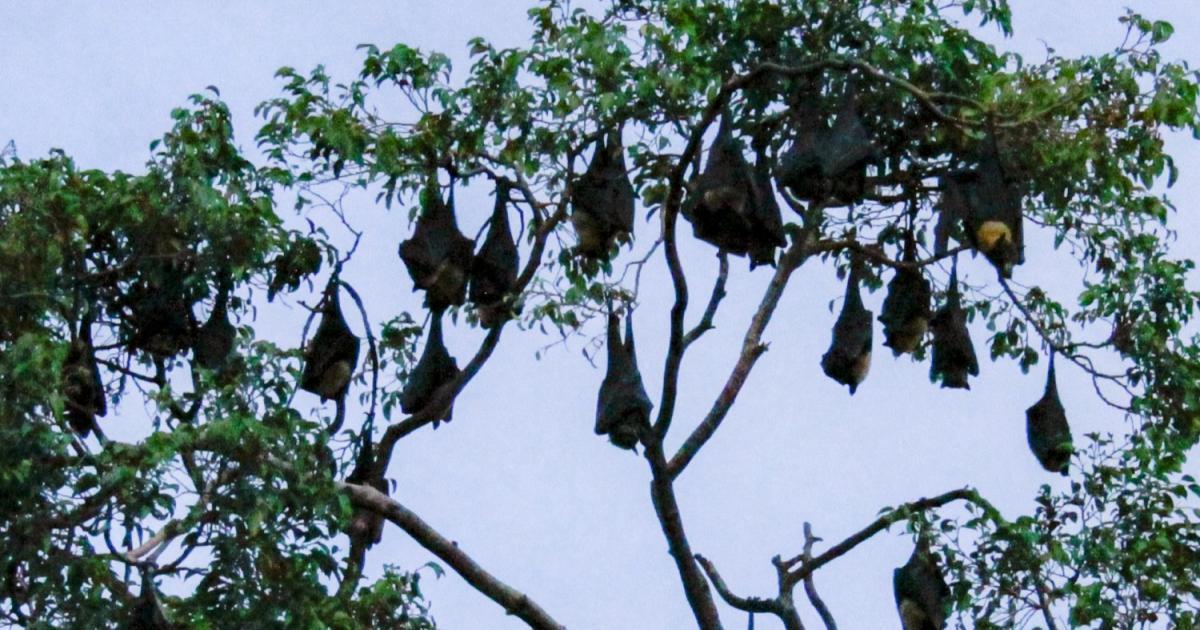 Raposa-voadora #98319 - Biofaces - Bring Nature Closer