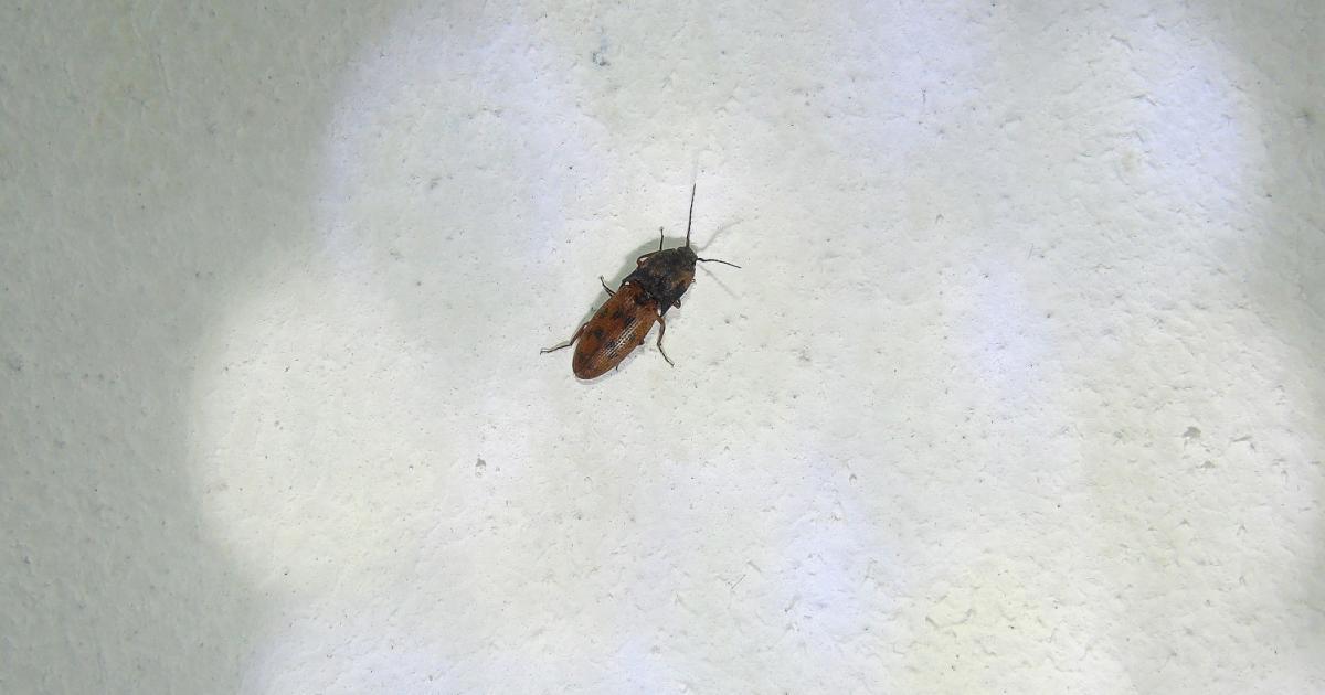 Conoderus #99063 - Biofaces - Bring Nature Closer