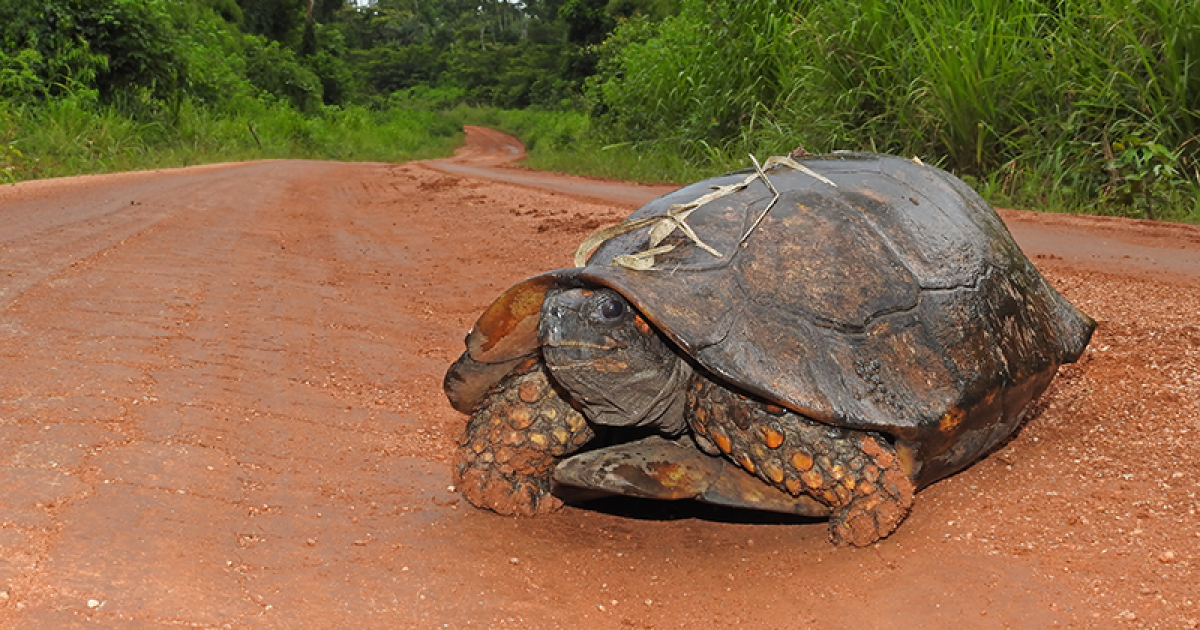 Jabuti #99271 - Biofaces - Bring Nature Closer