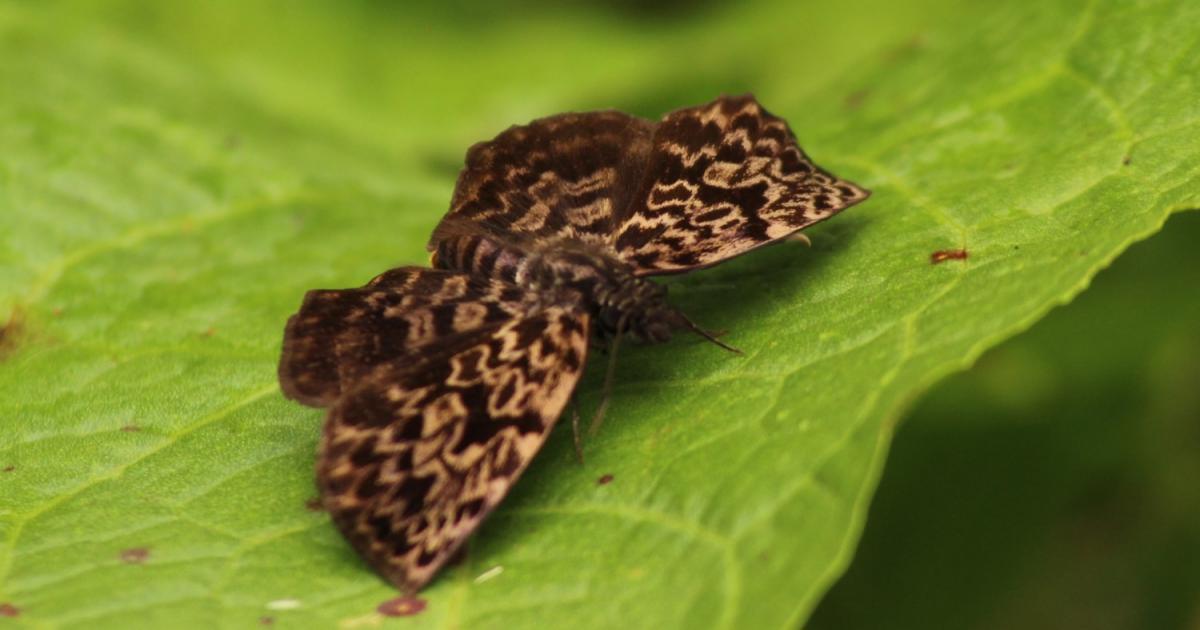 Cycloglypha #99556 - Biofaces - Bring Nature Closer