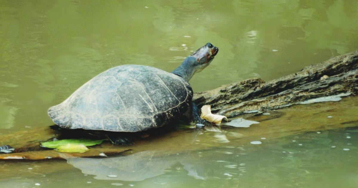 Podocnemis #99794 - Biofaces - Bring Nature Closer