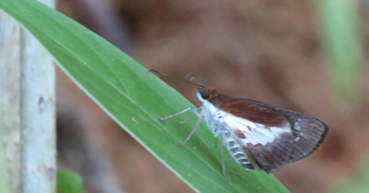 Vettius #62116 - Biofaces - Bring Nature Closer