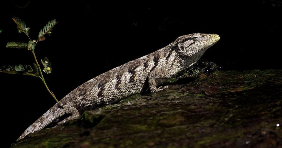 Lagarto #100062 - Biofaces - Bring Nature Closer