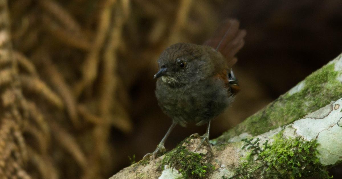 Synallaxis #100068 - Biofaces - Bring Nature Closer