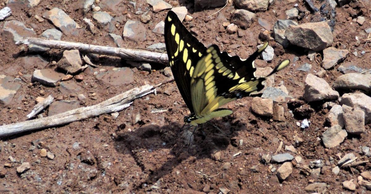 Heraclides #100334 - Biofaces - Bring Nature Closer