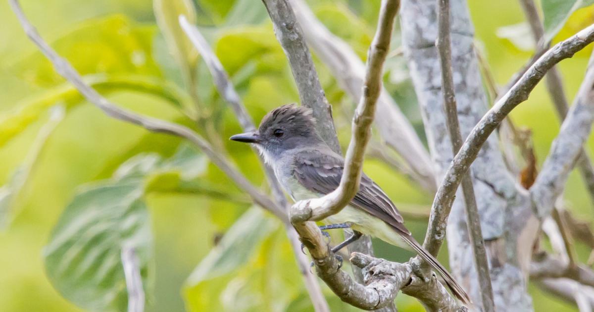 Myiarchus #100446 - Biofaces - Bring Nature Closer