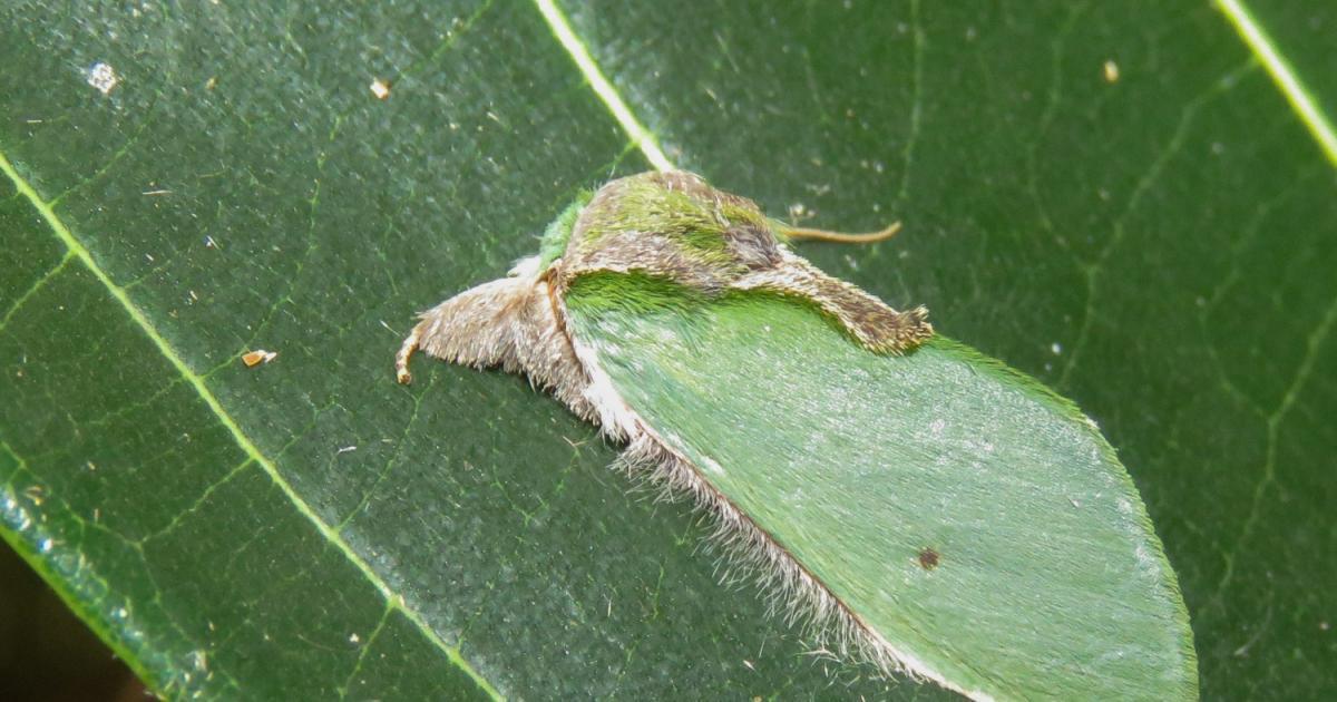 Rosema #100505 - Biofaces - Bring Nature Closer