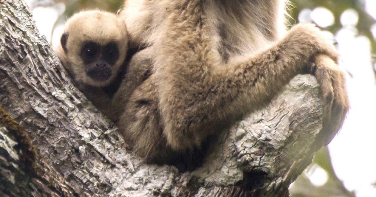 Muriqui-do-norte #100767 - Biofaces - Bring Nature Closer