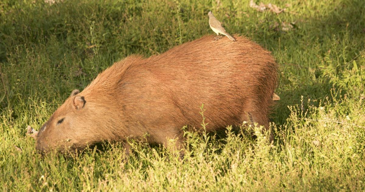 capivara #100776 - Biofaces - Bring Nature Closer