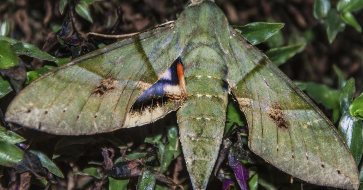 Eumorpha #100785 - Biofaces - Bring Nature Closer