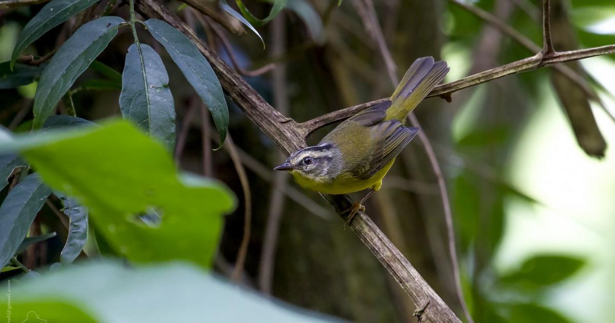 Pula #100950 - Biofaces - Bring Nature Closer