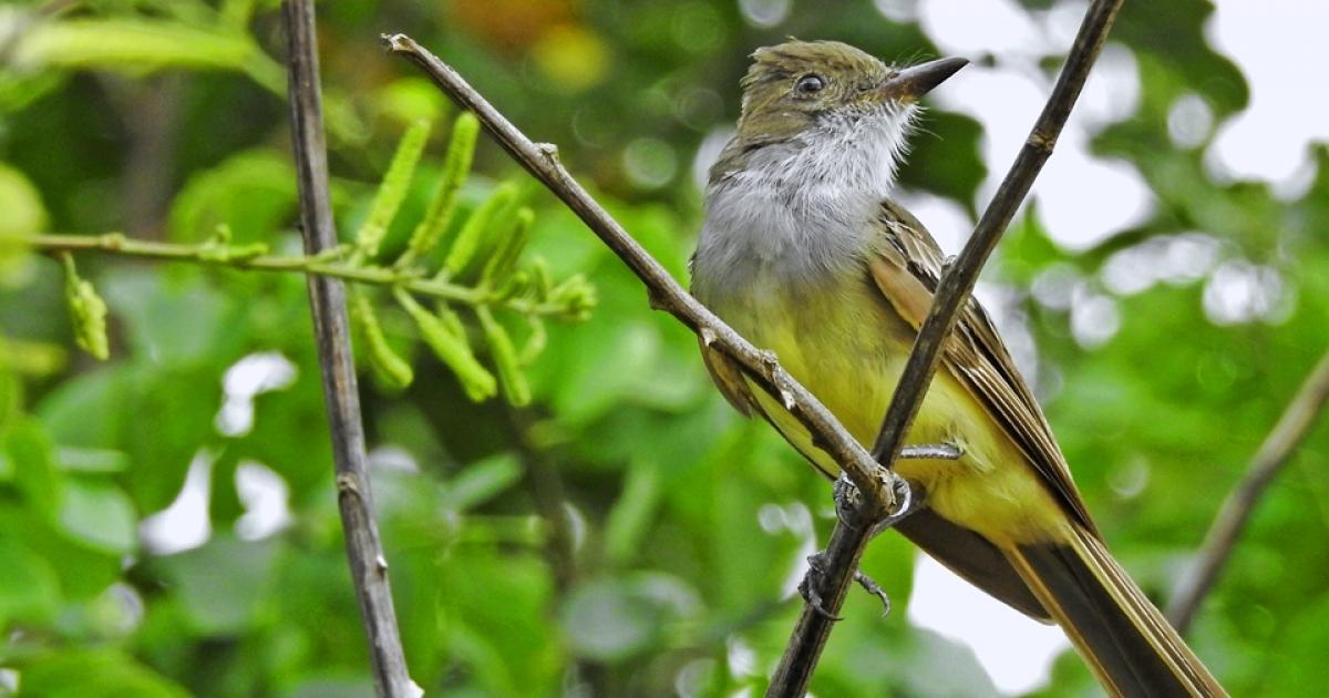 Myiarchus #101111 - Biofaces - Bring Nature Closer