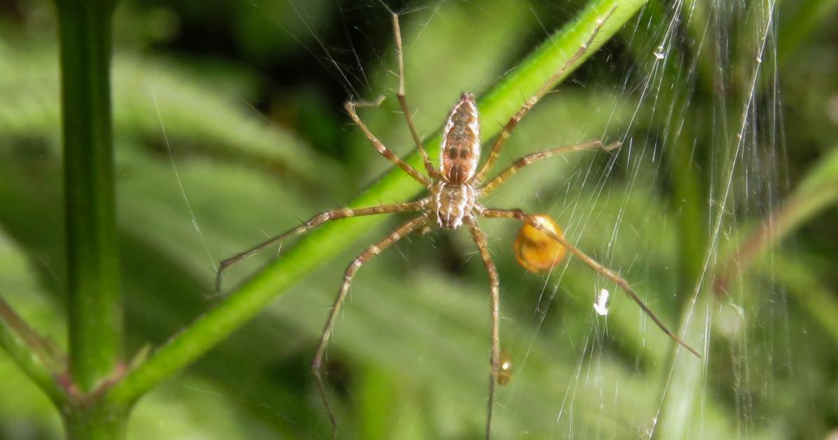 Architis #101155 - Biofaces - Bring Nature Closer