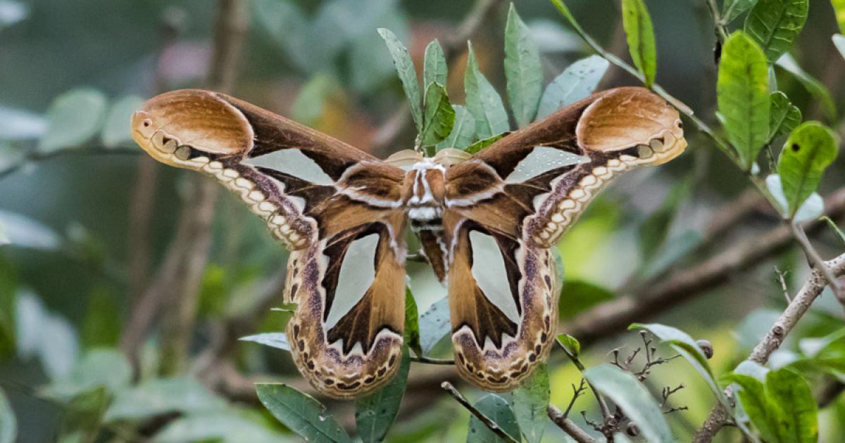 Mariposa #101408 - Biofaces - Bring Nature Closer