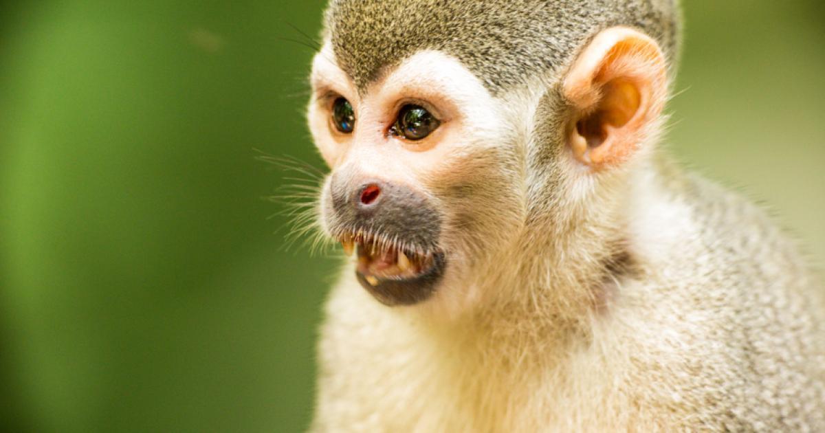 mico #101434 - Biofaces - Bring Nature Closer