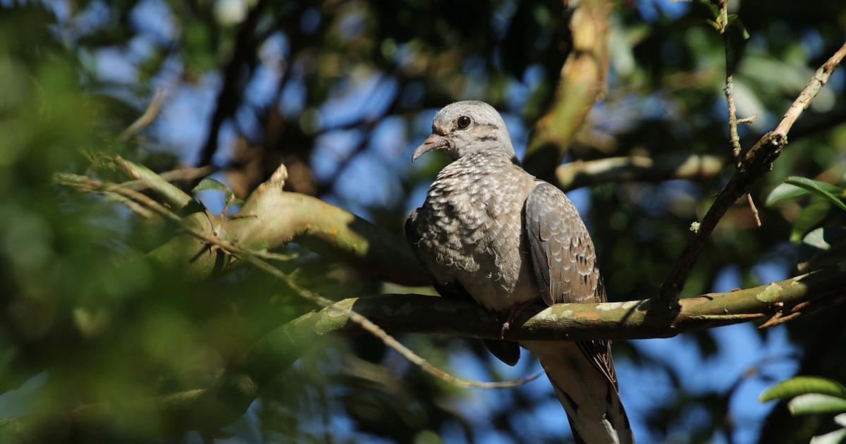 Avoante #101445 - Biofaces - Bring Nature Closer