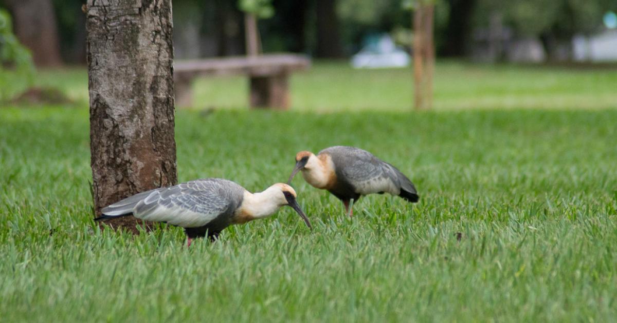 Curicacas #102105 - Biofaces - Bring Nature Closer