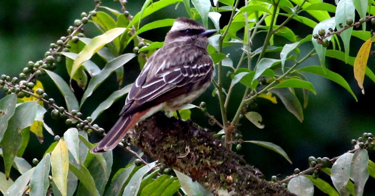 PEITICA #102148 - Biofaces - Bring Nature Closer