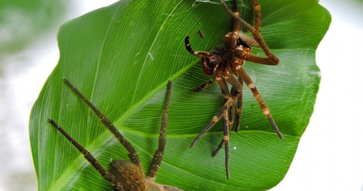 Phoneutria #102257 - Biofaces - Bring Nature Closer