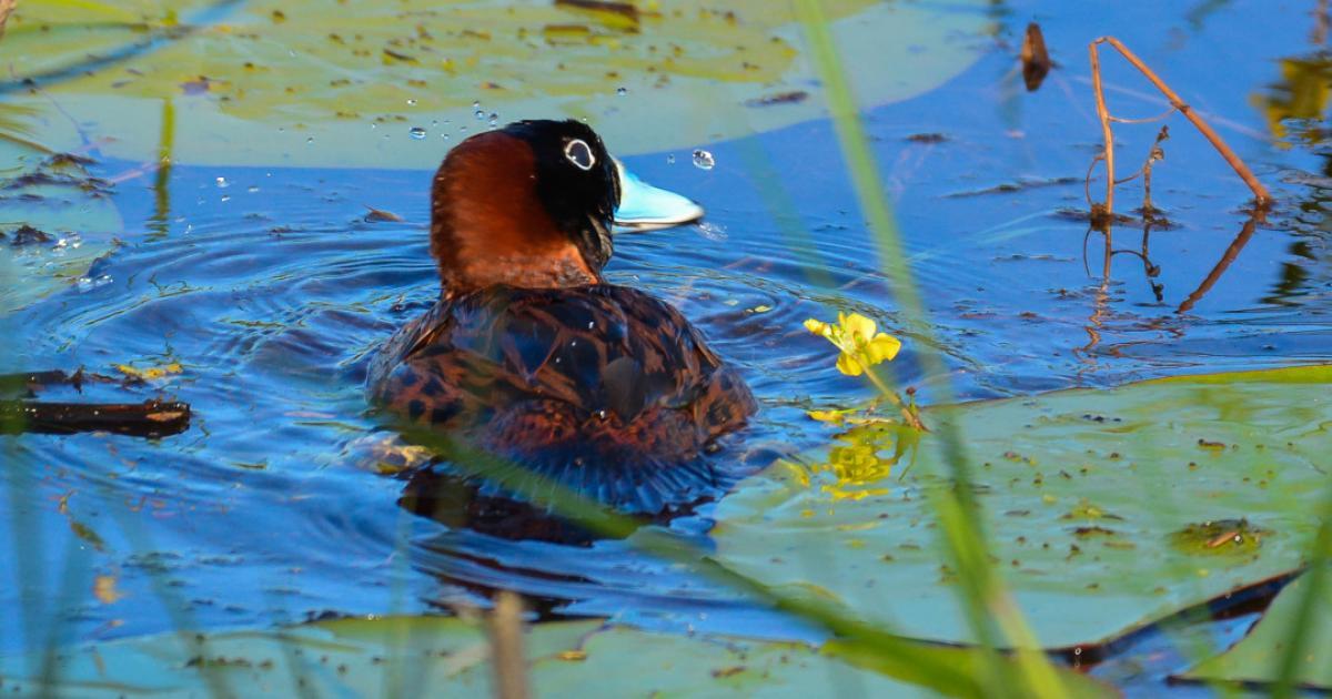 Marreca #102636 - Biofaces - Bring Nature Closer