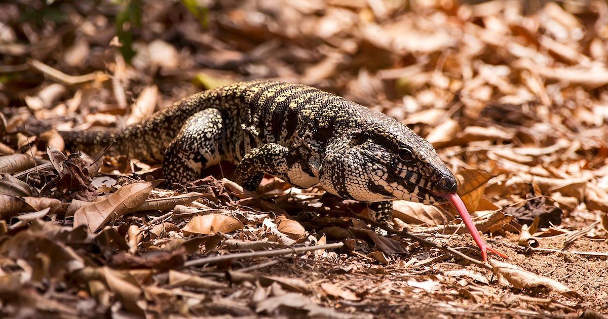 Teiú #102720 - Biofaces - Bring Nature Closer