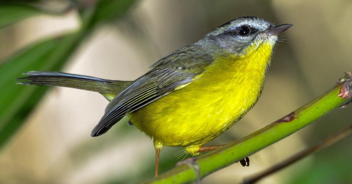 Pula #102804 - Biofaces - Bring Nature Closer